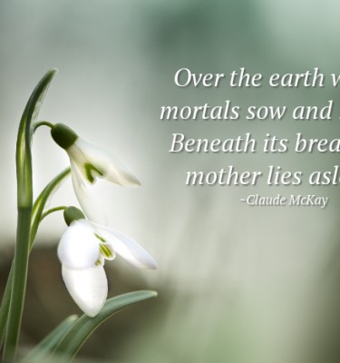 tiny-white-flowers-thumbnail-meme-poem-73327546-375×400 | Love Lives On