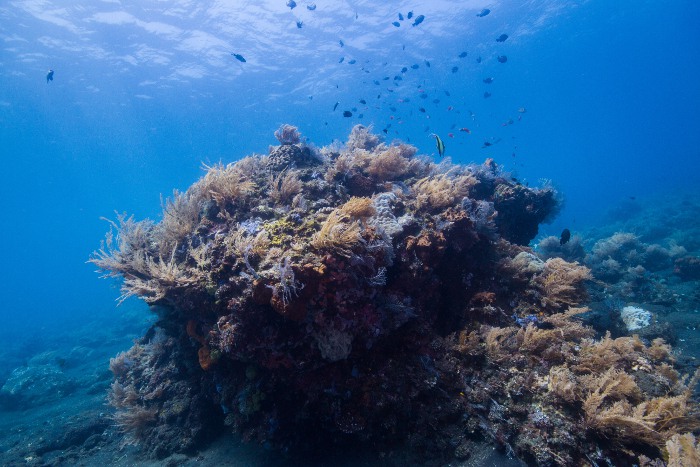 celebration-of-life-ideas-eco-reef | Love Lives On