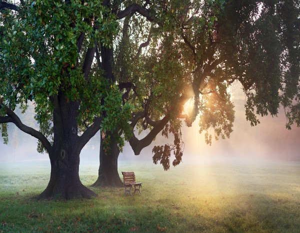 tree-park-bench-thumbnail-size-225456511-600×467 | Love Lives On
