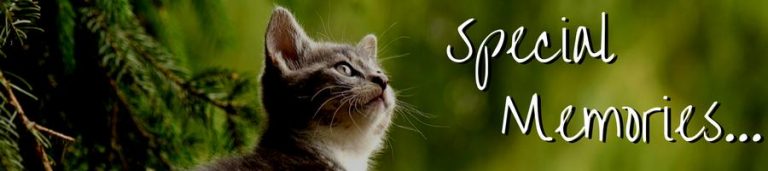 I Miss My Cat, (But Kept My Grief Secret!) | Love Lives On