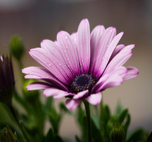 5-Stages-of-Grief-Thumbnail-500×467 | Love Lives On